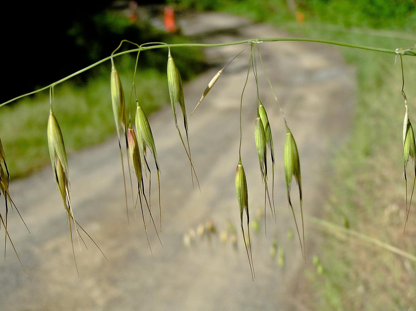 Avena Monograph-Wild Oats as Medicine | Northeast School of Botanical ...