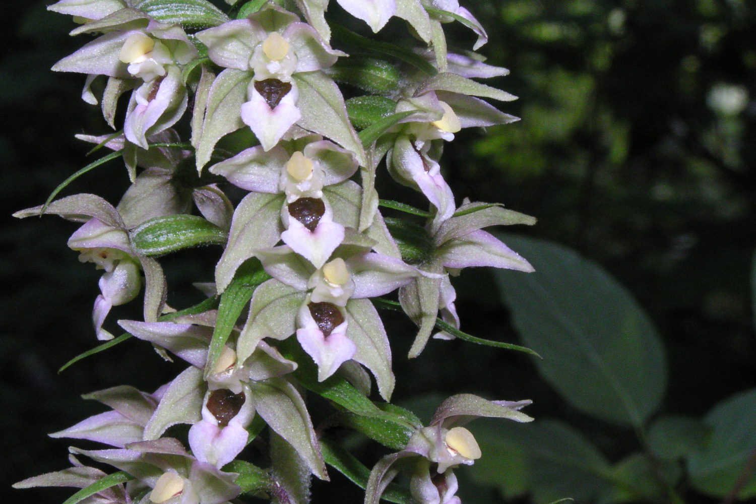Epipactis – Northeast School of Botanical Medicine