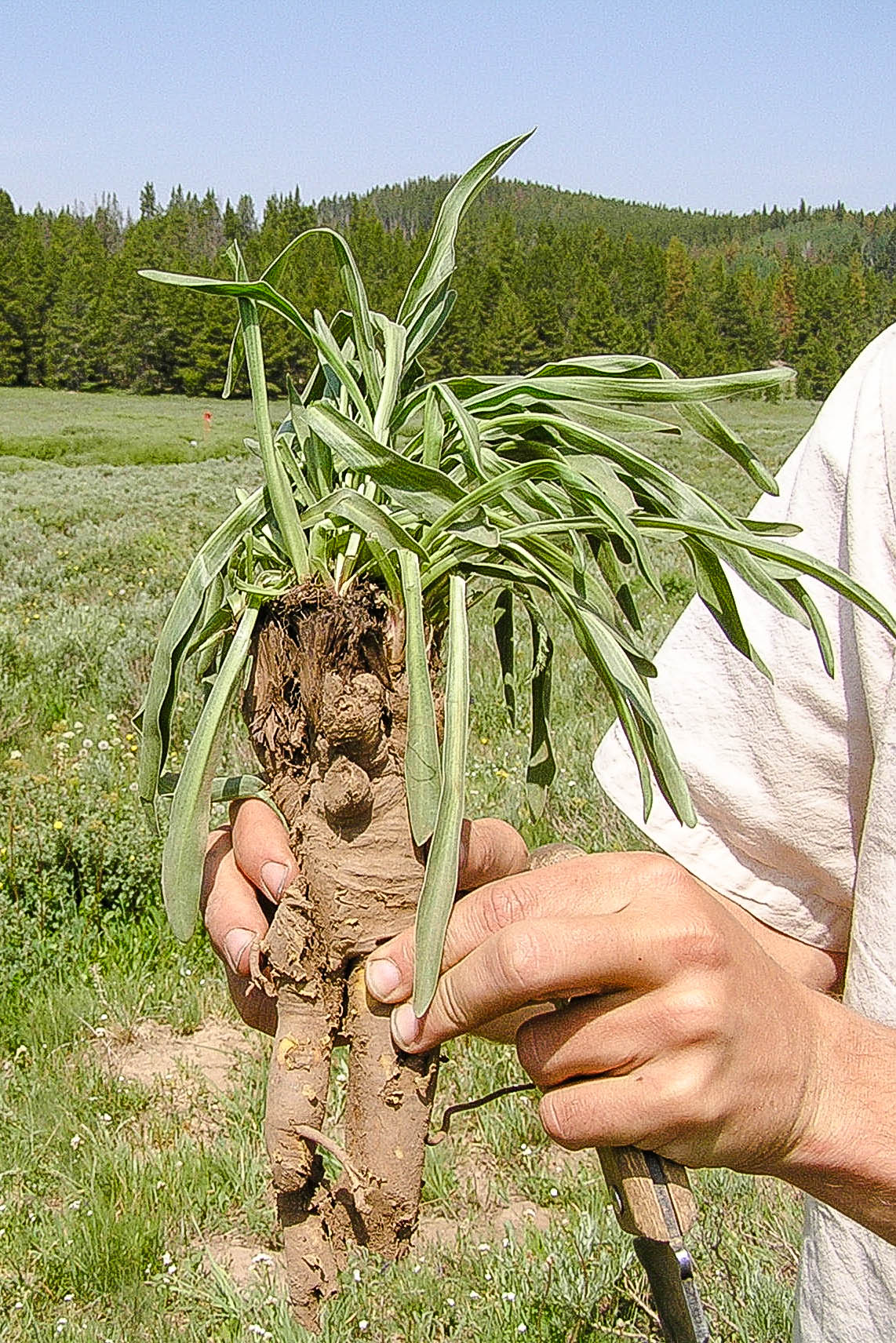 The root of Tobacco root. Valeriana edulis, Caprifoliaceae. Routt,NF ...