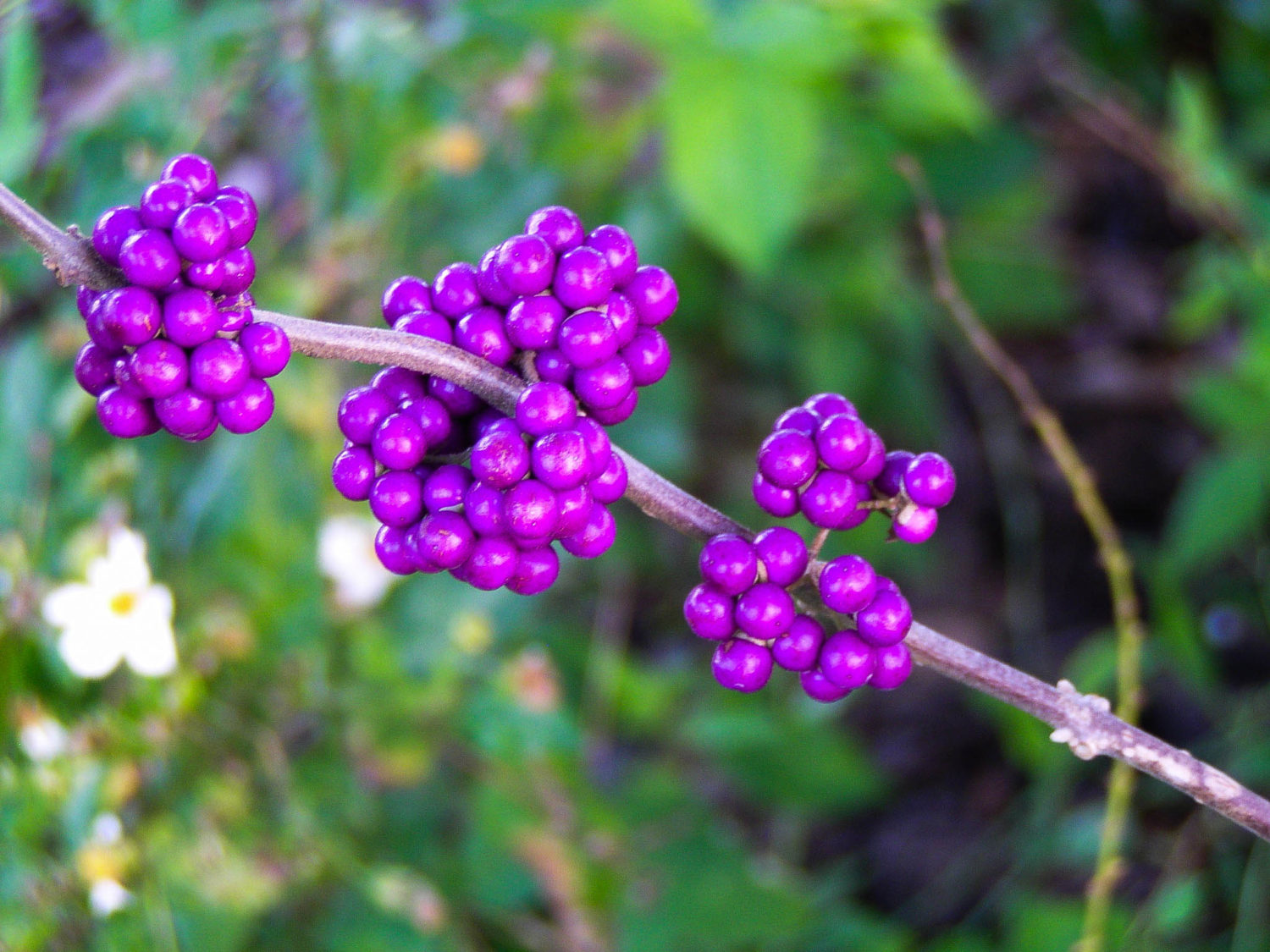 Medicinal Uses of Vervain | Northeast School of Botanical Medicine