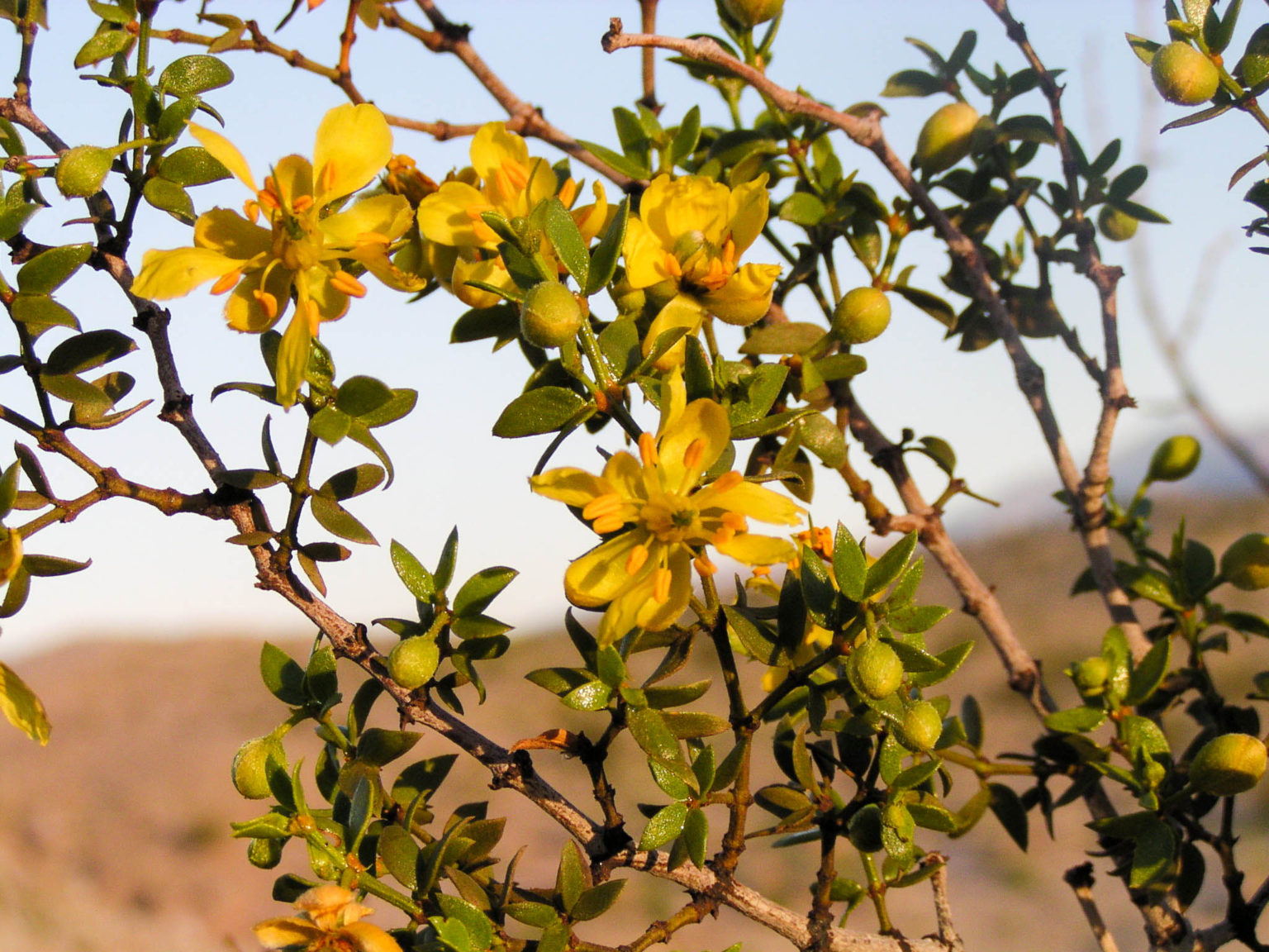 Staph Infections-An Herbalist’s Perspective - Northeast School of ...