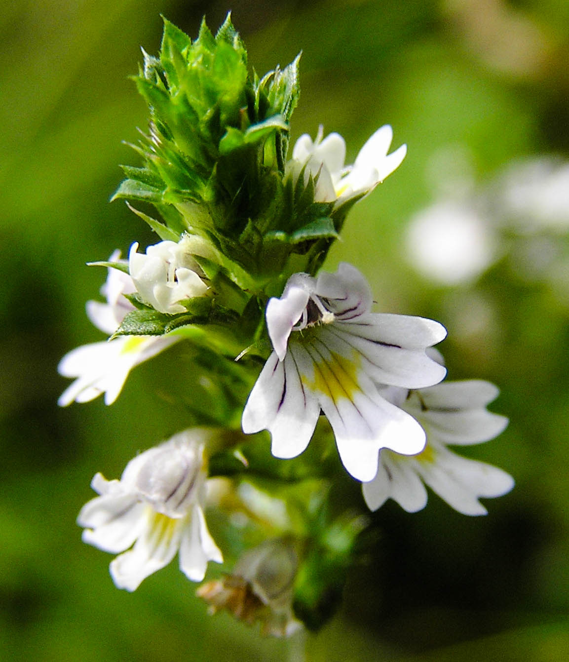 Asthma-An Herbalist’s First Aid Perspective - Northeast School of ...